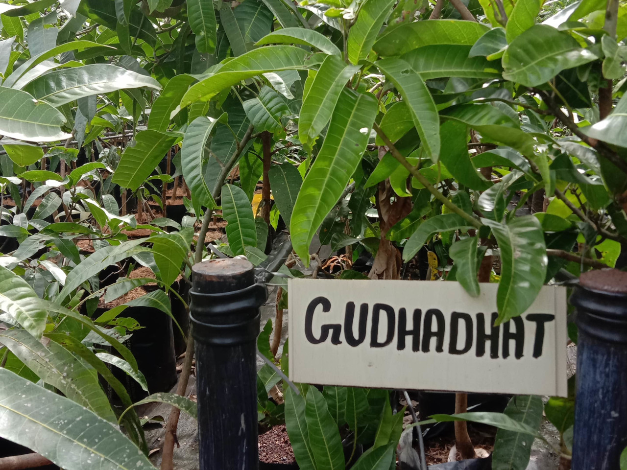 Subcategories Mannuthy Farms