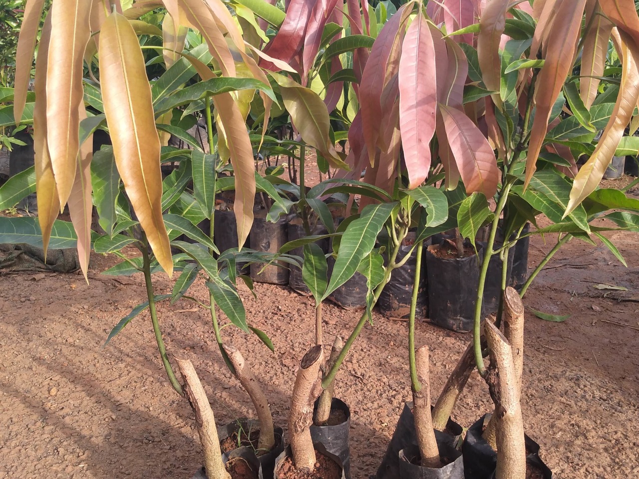 Subcategories Mannuthy Farms