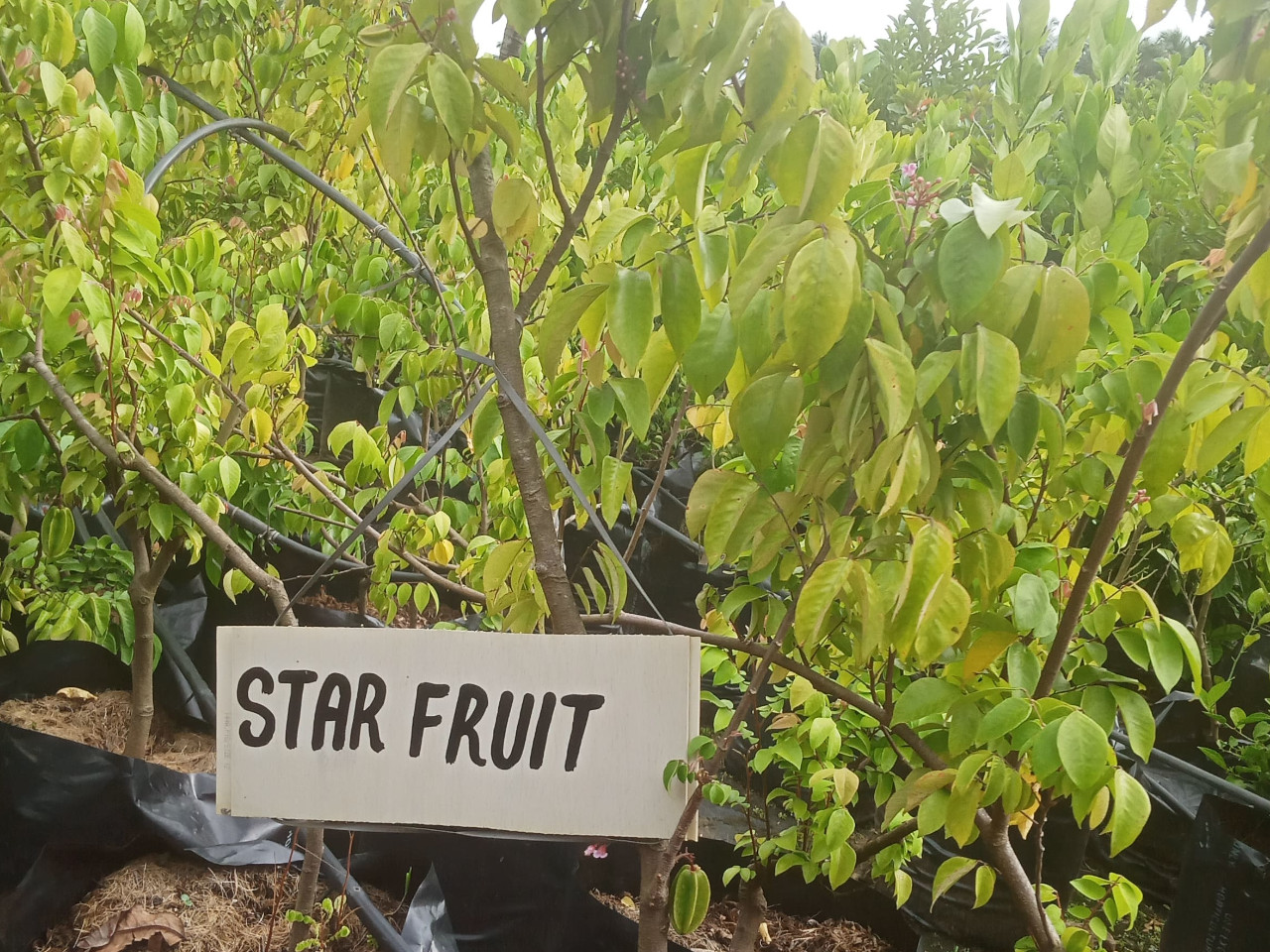 Subcategories Mannuthy Farms