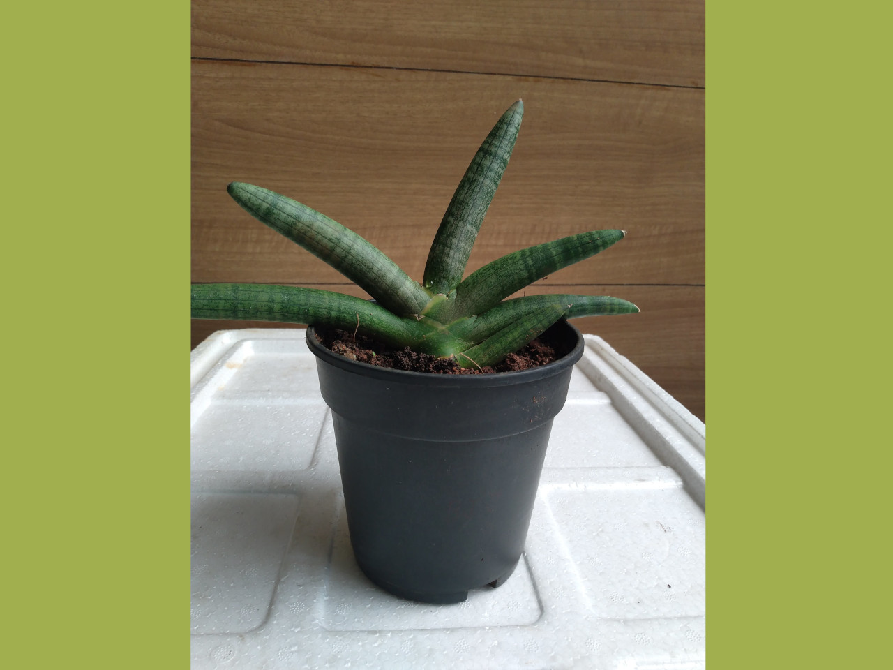 Subcategories Mannuthy Farms