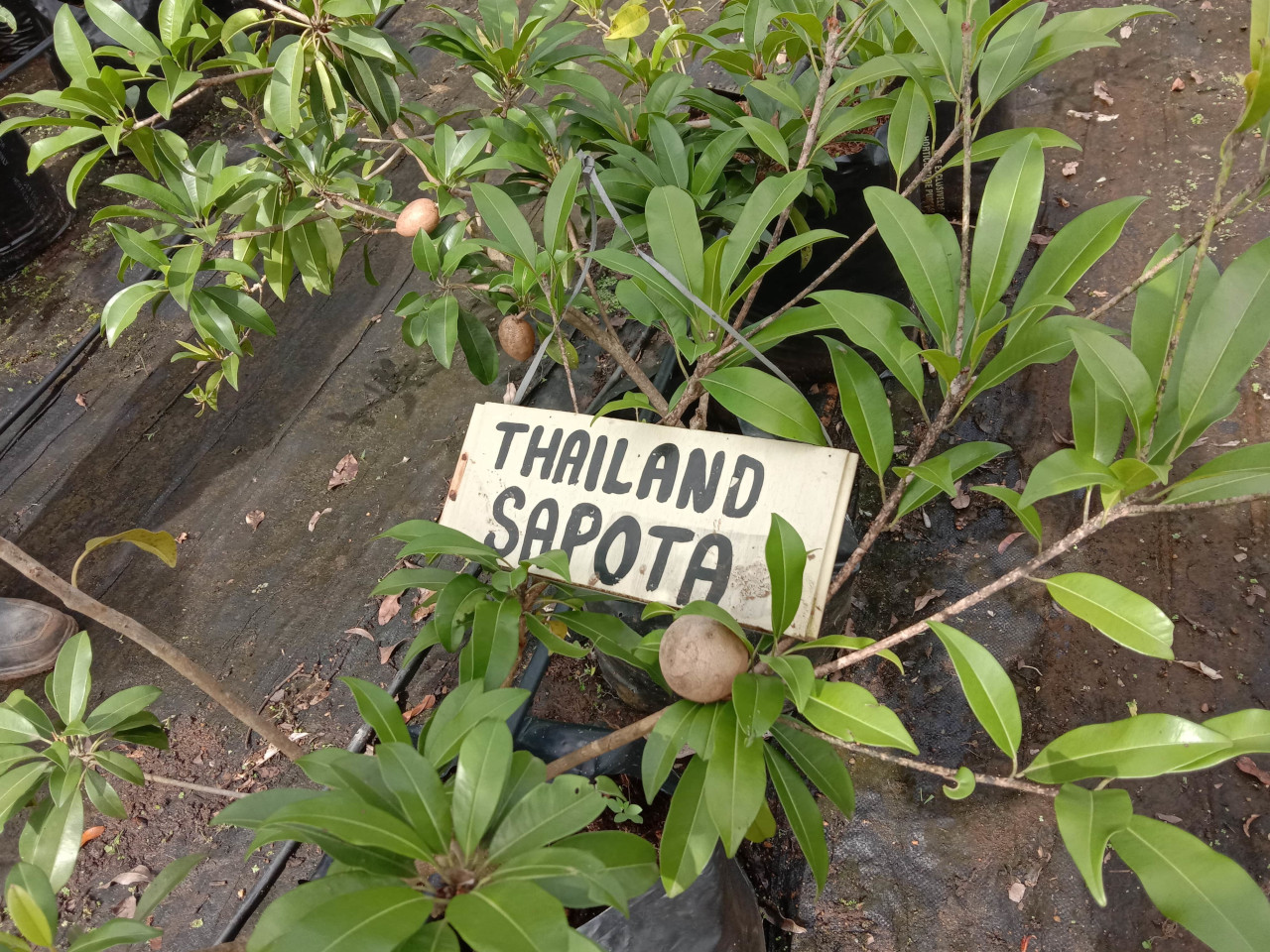 Subcategories Mannuthy Farms